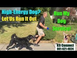 Dog Running (45 Minutes)